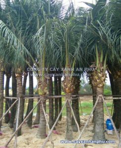 cay-dua-cong-trinh - Công Ty Cây Xanh An Phú