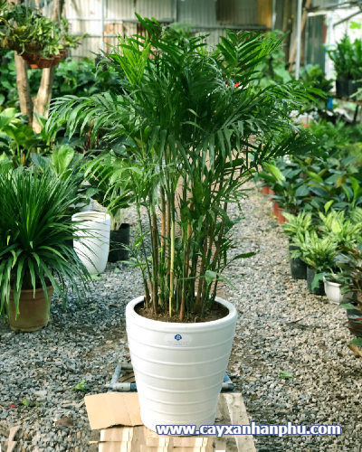 Cây Cau Hawai - Công Ty Cây Xanh An Phú