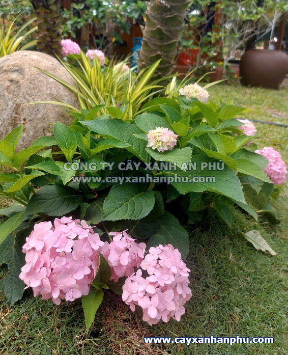 Cây Cẩm Tú Cầu - Công Ty Cây Xanh An Phú